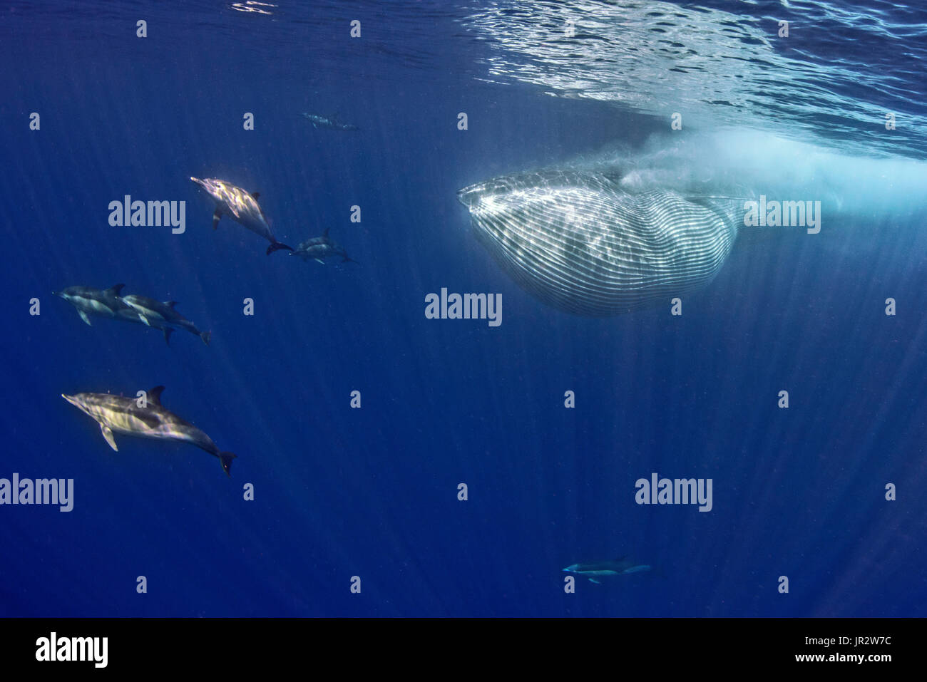 Bryde's whale (Balaenoptera brydei, edeni), Whale eating, Tenerife ...