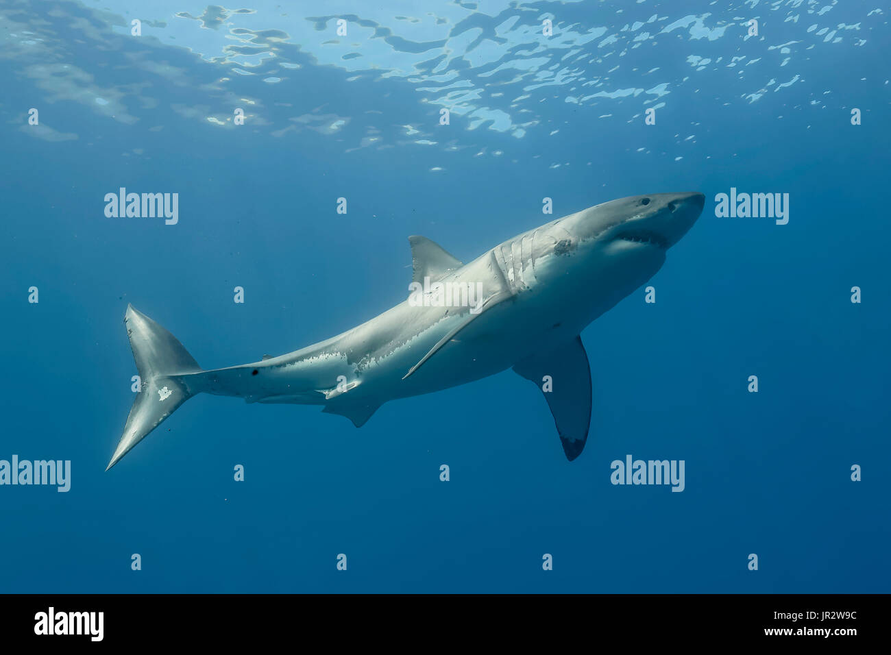 Great White Shark Profile High Resolution Stock Photography and Images ...
