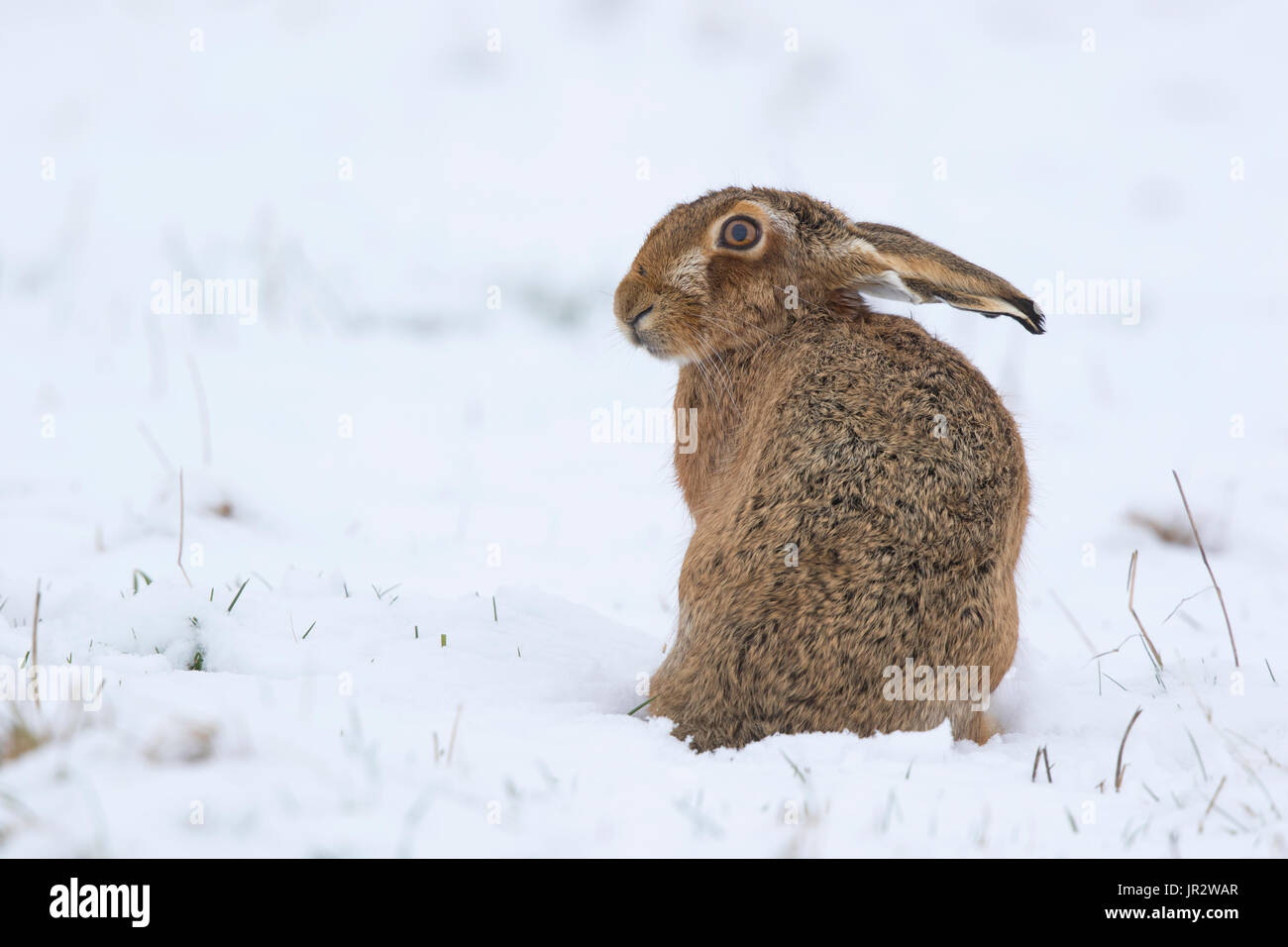 Brown Hare sitting in a meadow covered by snow - GB Stock Photo - Alamy
