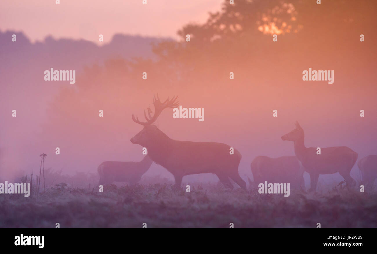 Male Peacock Jumping Spider - Australia Stock Photo - Alamy