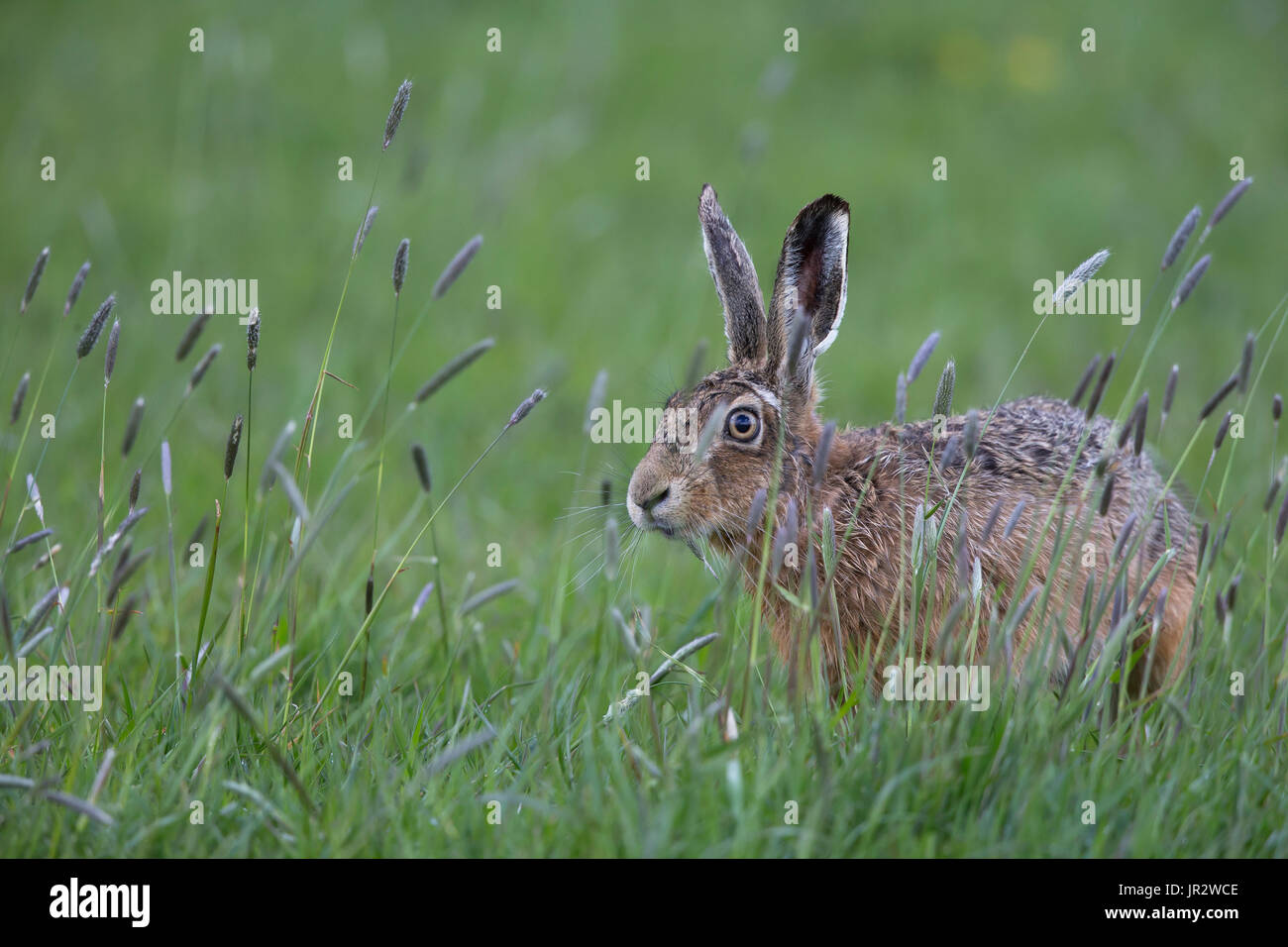 Brown hare standing among tall grass at spring - GB Stock Photo - Alamy