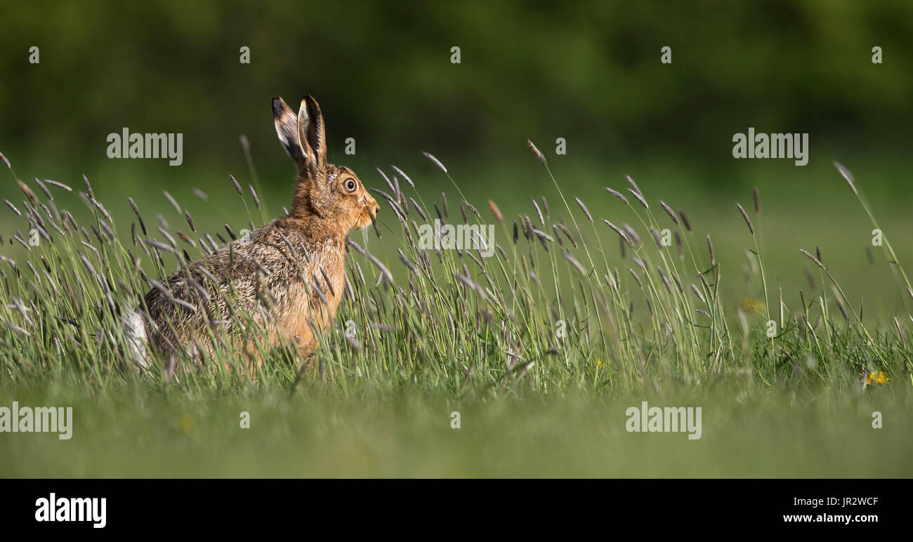 Brown hare standing among tall grass at spring - GB Stock Photo - Alamy