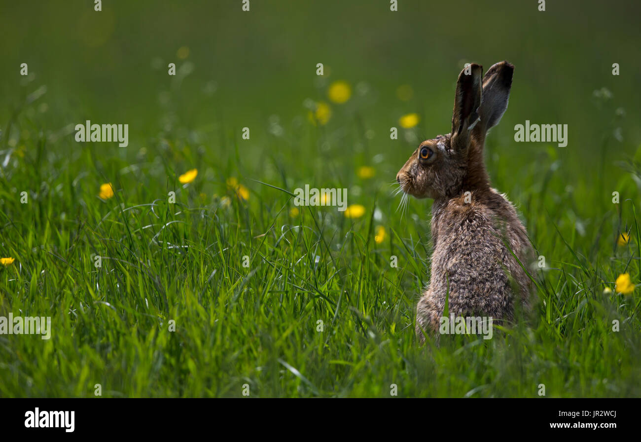 Brown Hare sitting in tall grass at spring - GB Stock Photo - Alamy