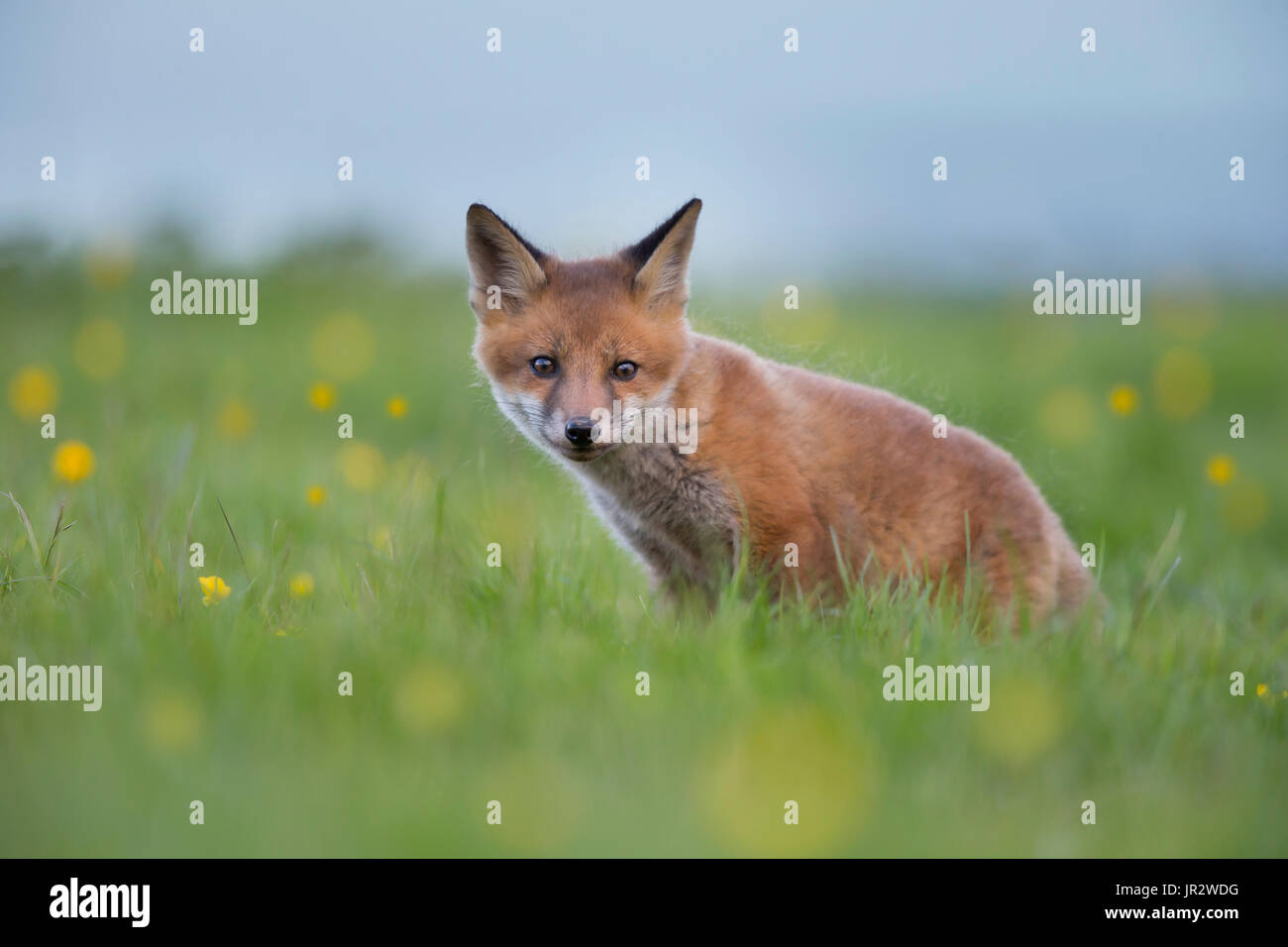 Foxes and cubs flower hi-res stock photography and images - Alamy