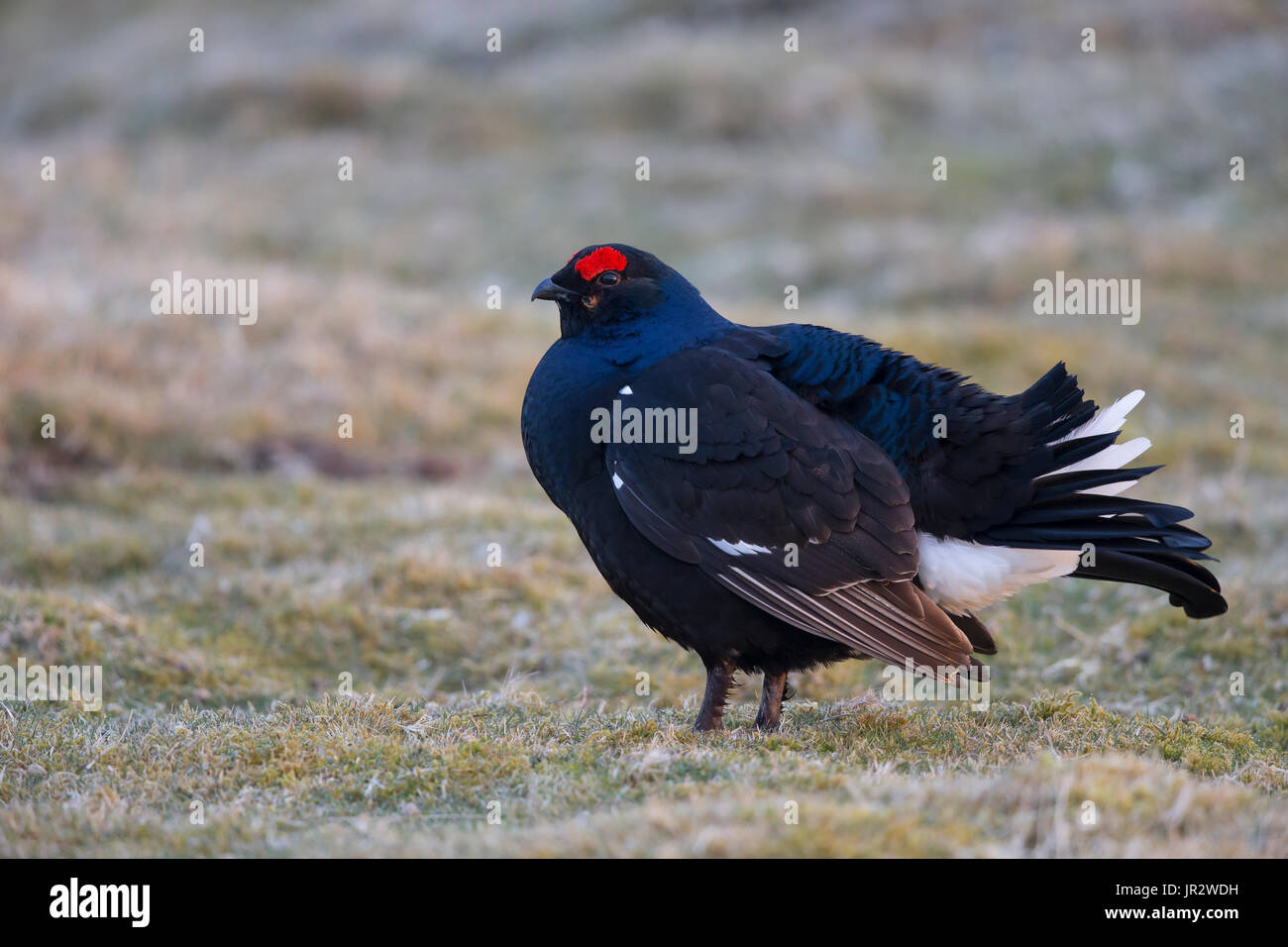 Male Black Grouse standing on the lek at spring - Scotland Stock Photo ...