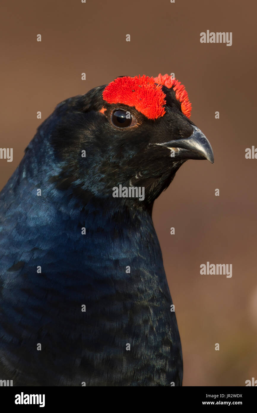 Head details of a Male Black Grouse - Scotland Stock Photo - Alamy