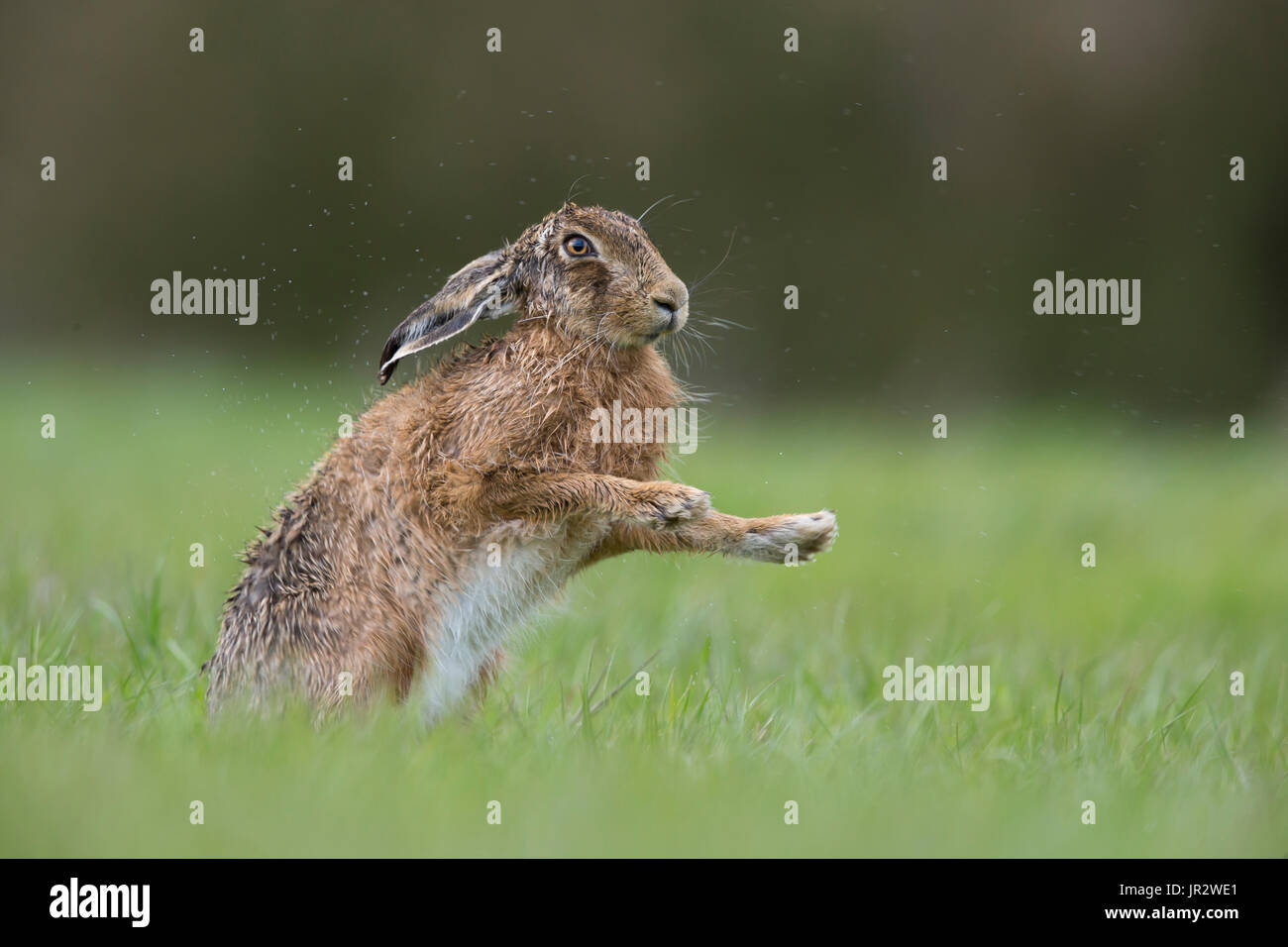 Brown Hare shaking itself after the rain at spring - GB Stock Photo - Alamy