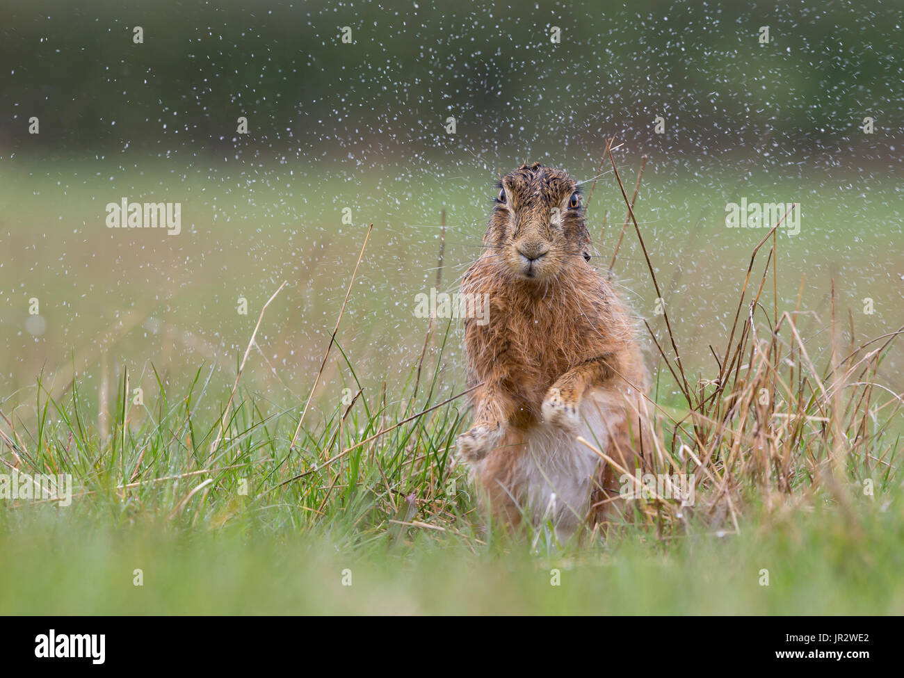 Brown Hare shaking itself after the rain at spring - GB Stock Photo - Alamy