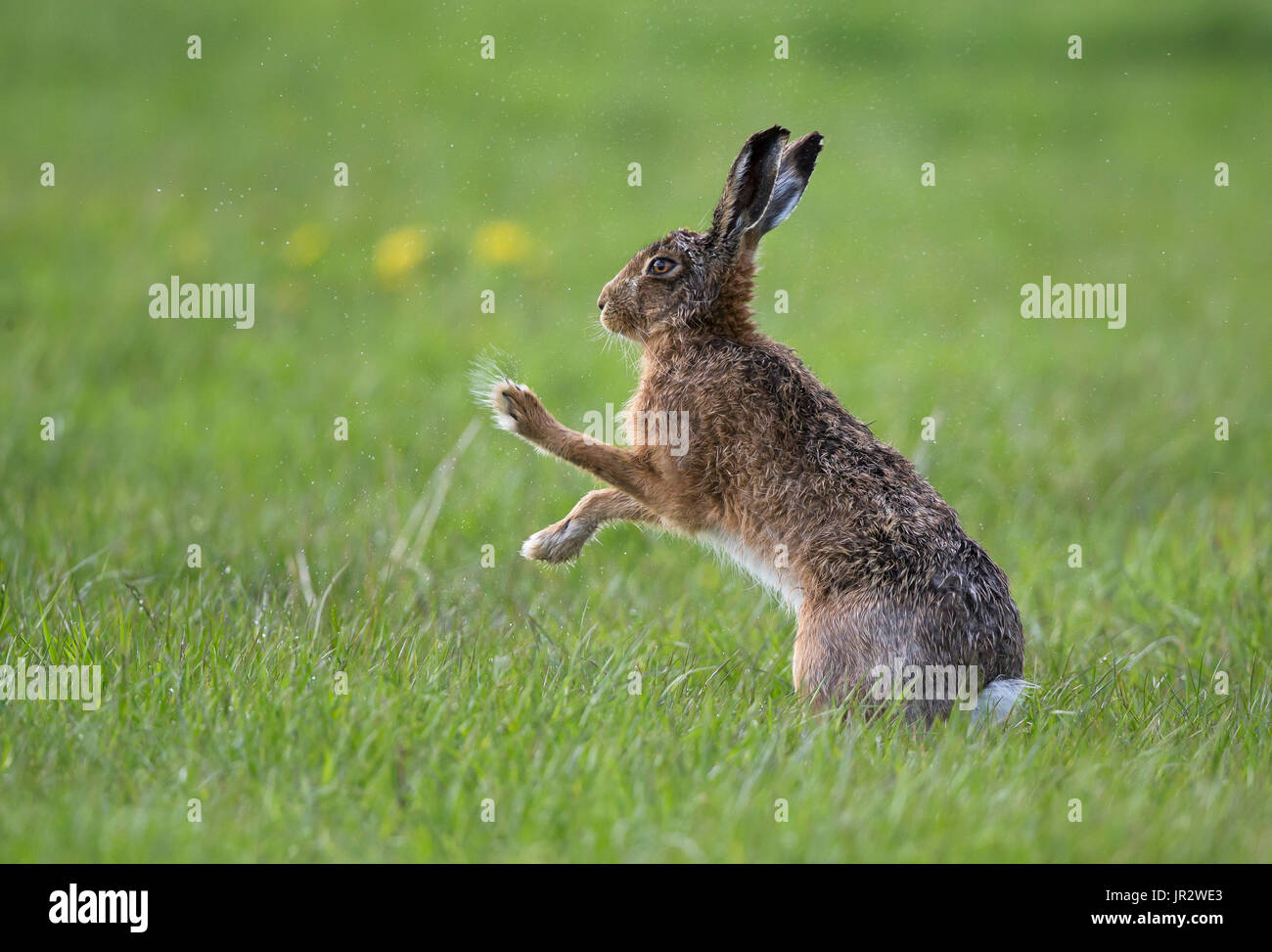 Brown Hare shaking itself after the rain at spring - GB Stock Photo - Alamy