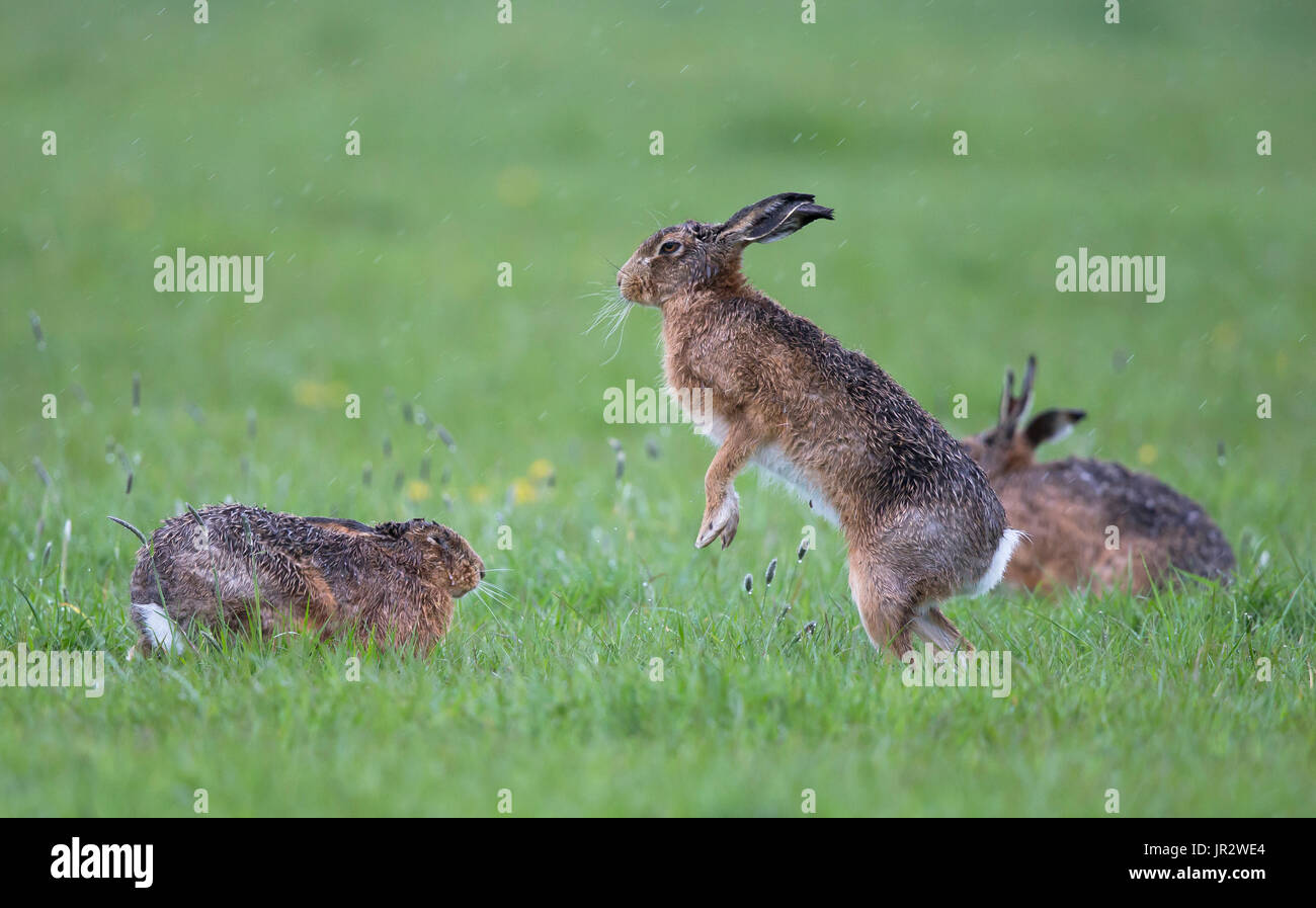 Brown Hares boxing in the rain at spring - GB Stock Photo - Alamy