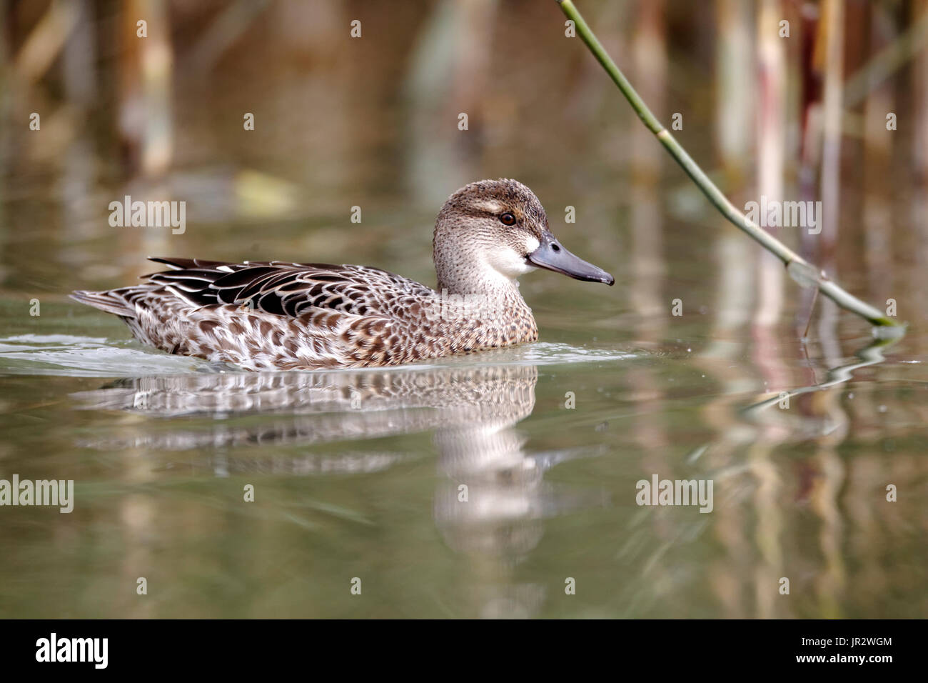 Garganey Female Duck High Resolution Stock Photography and Images - Alamy