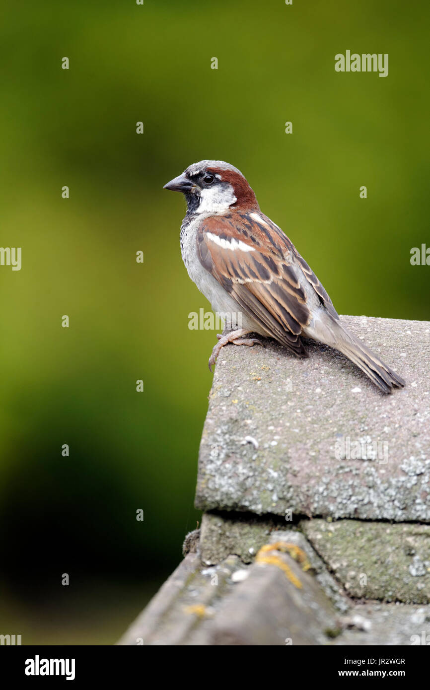 House sparrow male on tiled roof - Staffordshire UK Stock Photo - Alamy