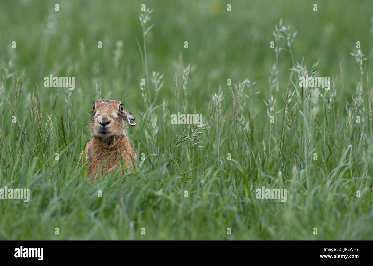 Brown Hare sitting in the tall grass at spring - GB Stock Photo - Alamy