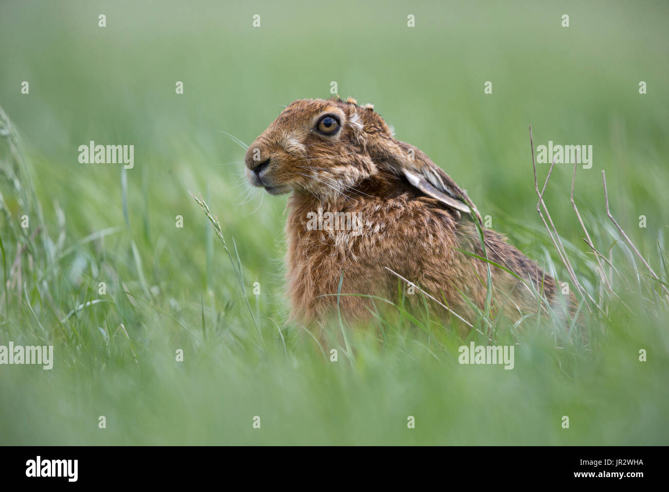 Sitting hare side profile hi-res stock photography and images - Alamy