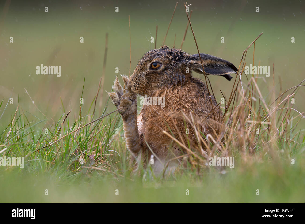 Brown Hare cleaning his foot in the rain at spring - GB Stock Photo - Alamy