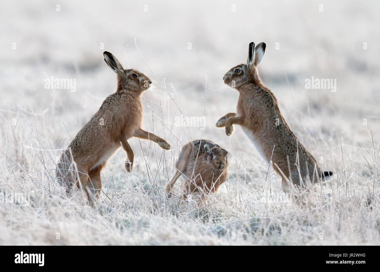 Mammal Reproduction High Resolution Stock Photography and Images - Alamy