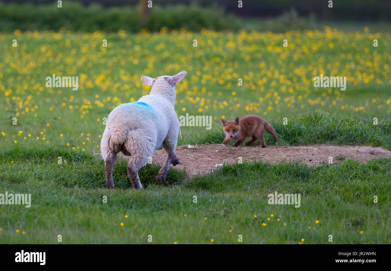 Fox Sheep High Resolution Stock Photography and Images - Alamy