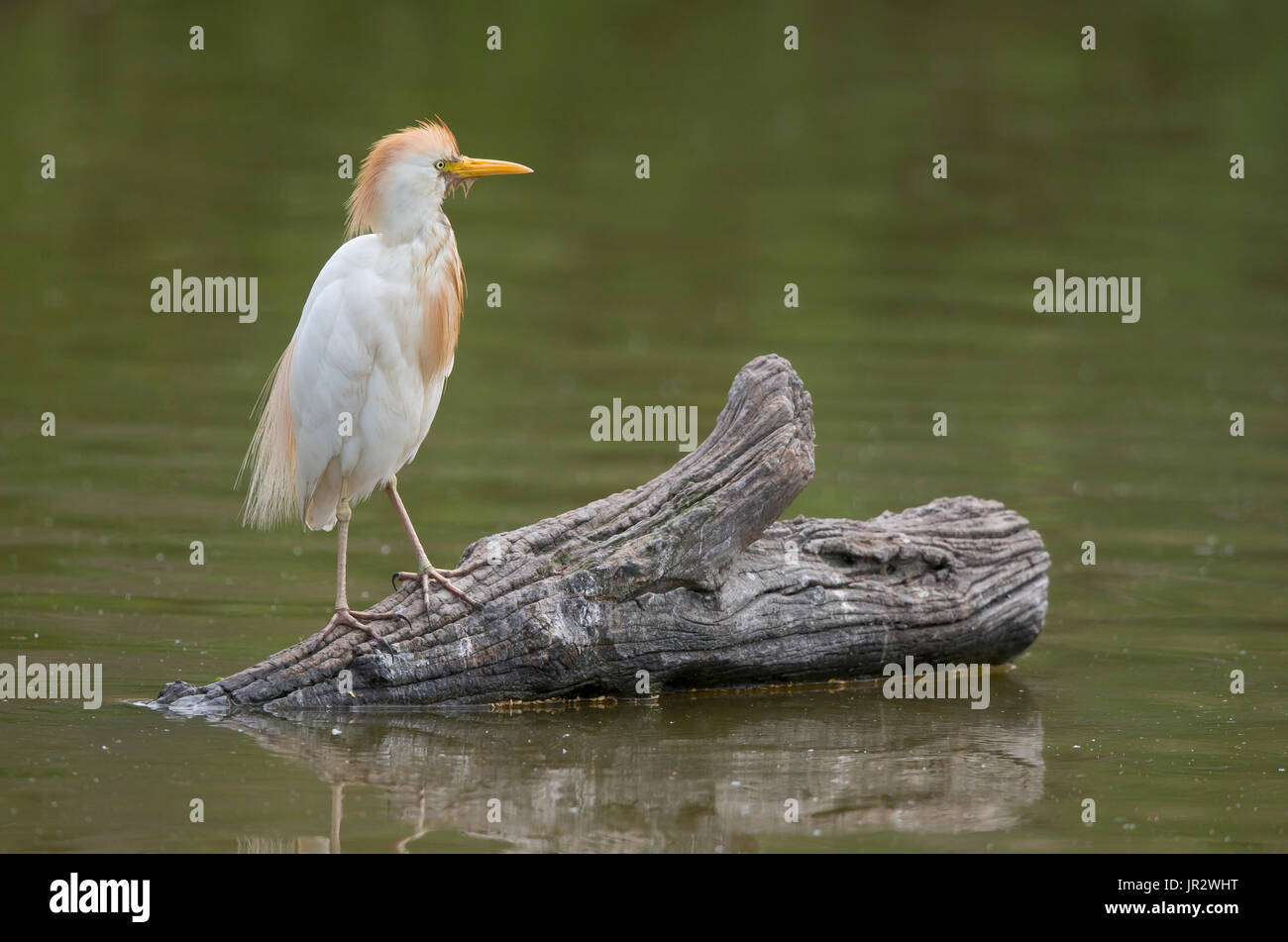 Cattle Egret on a log in water at spring - France Stock Photo - Alamy