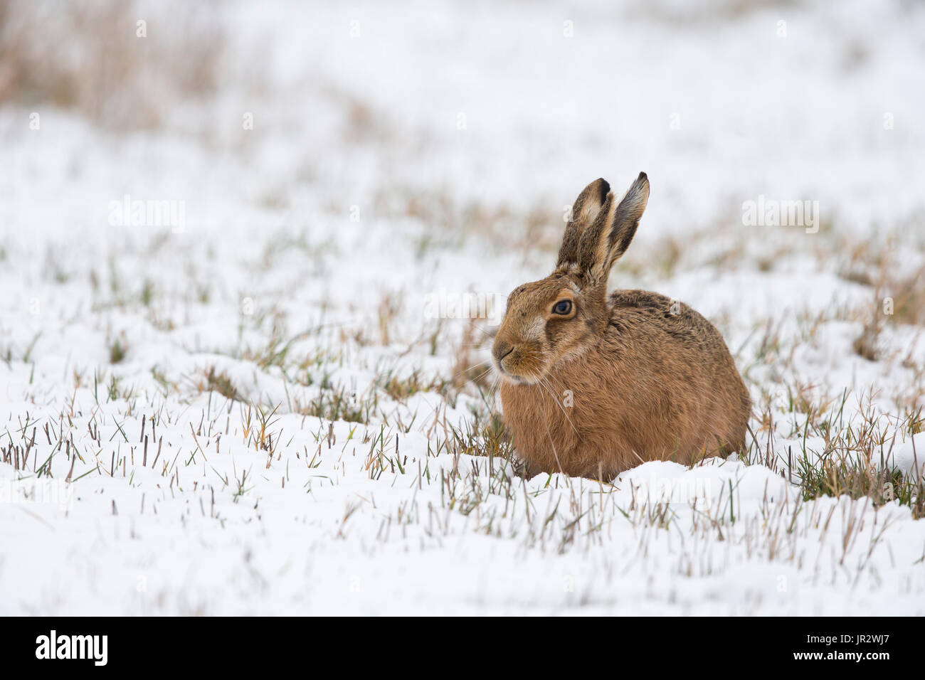Three Hare Snow High Resolution Stock Photography and Images - Alamy