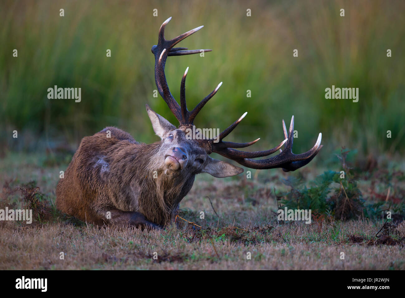 Stag Red Deer laying on the ground in autumn - GB Stock Photo - Alamy