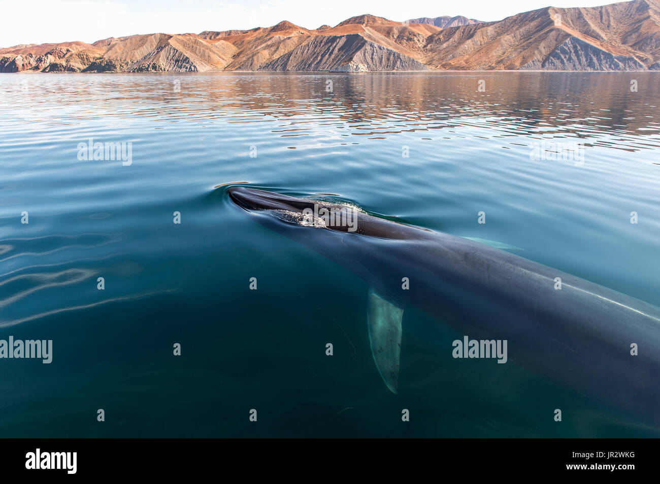 Surfacing fin whale - Gulf of California Stock Photo - Alamy