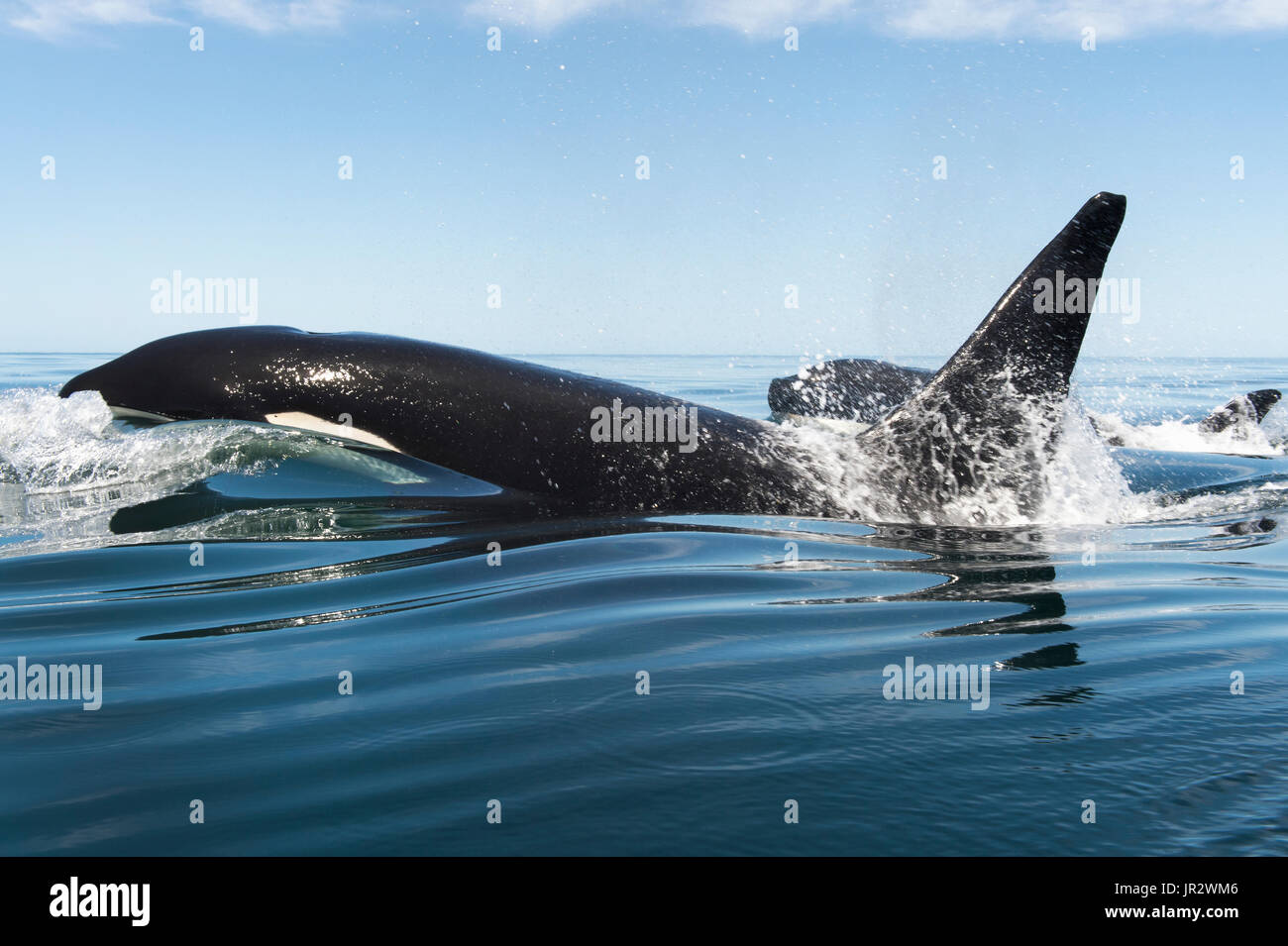 Killer whale travelling at speed - Gulf of California Stock Photo - Alamy