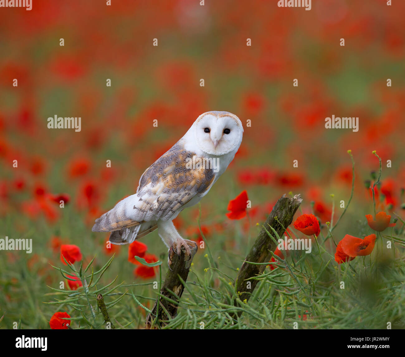 Barn Owl on a branch with poppies in the background - GB Stock Photo ...