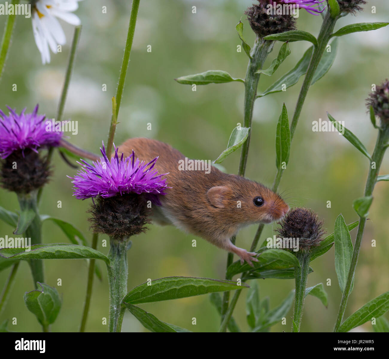 Wild mouse hi-res stock photography and images - Alamy