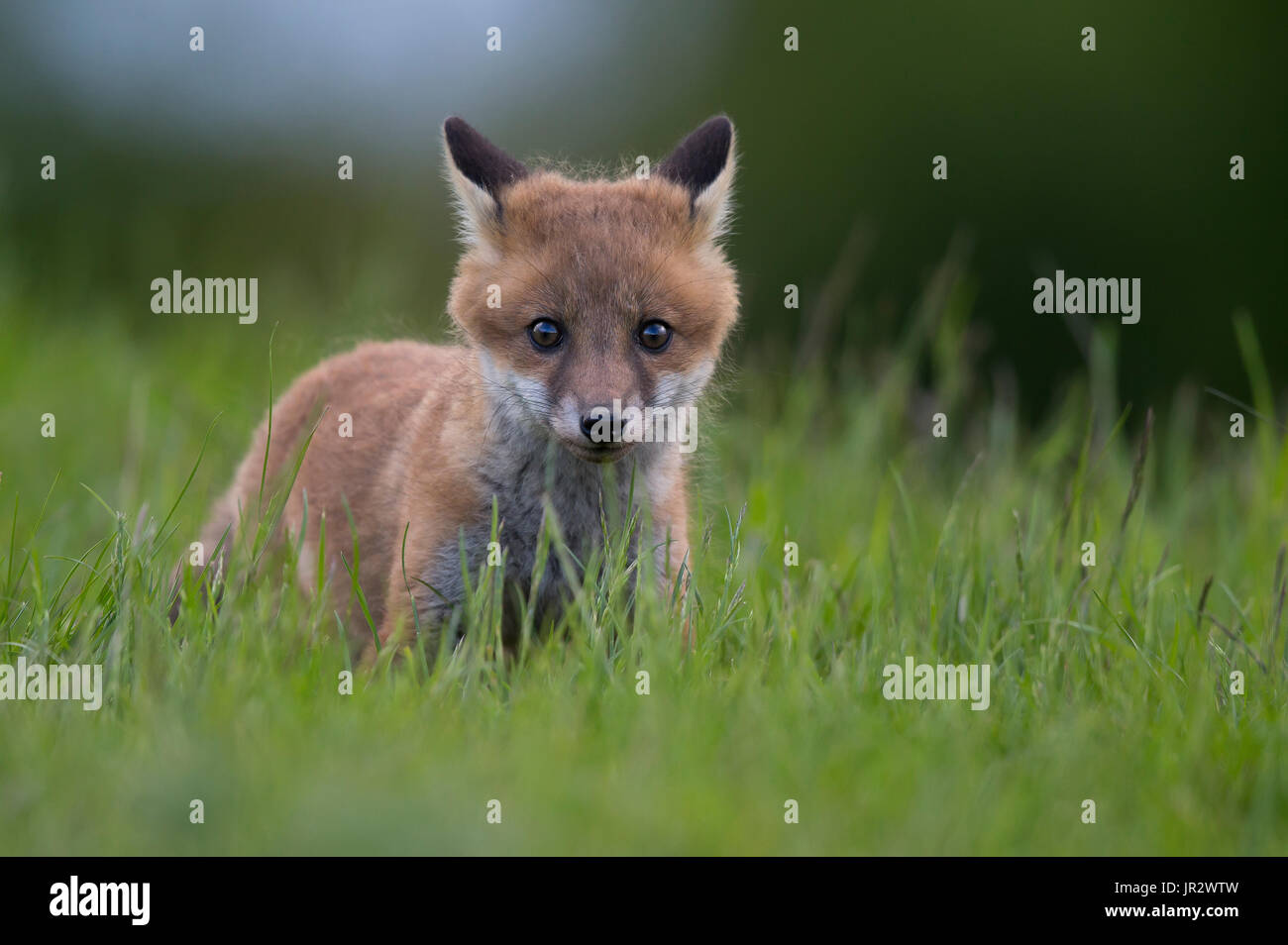 Rear View Of Foxes High Resolution Stock Photography and Images - Alamy