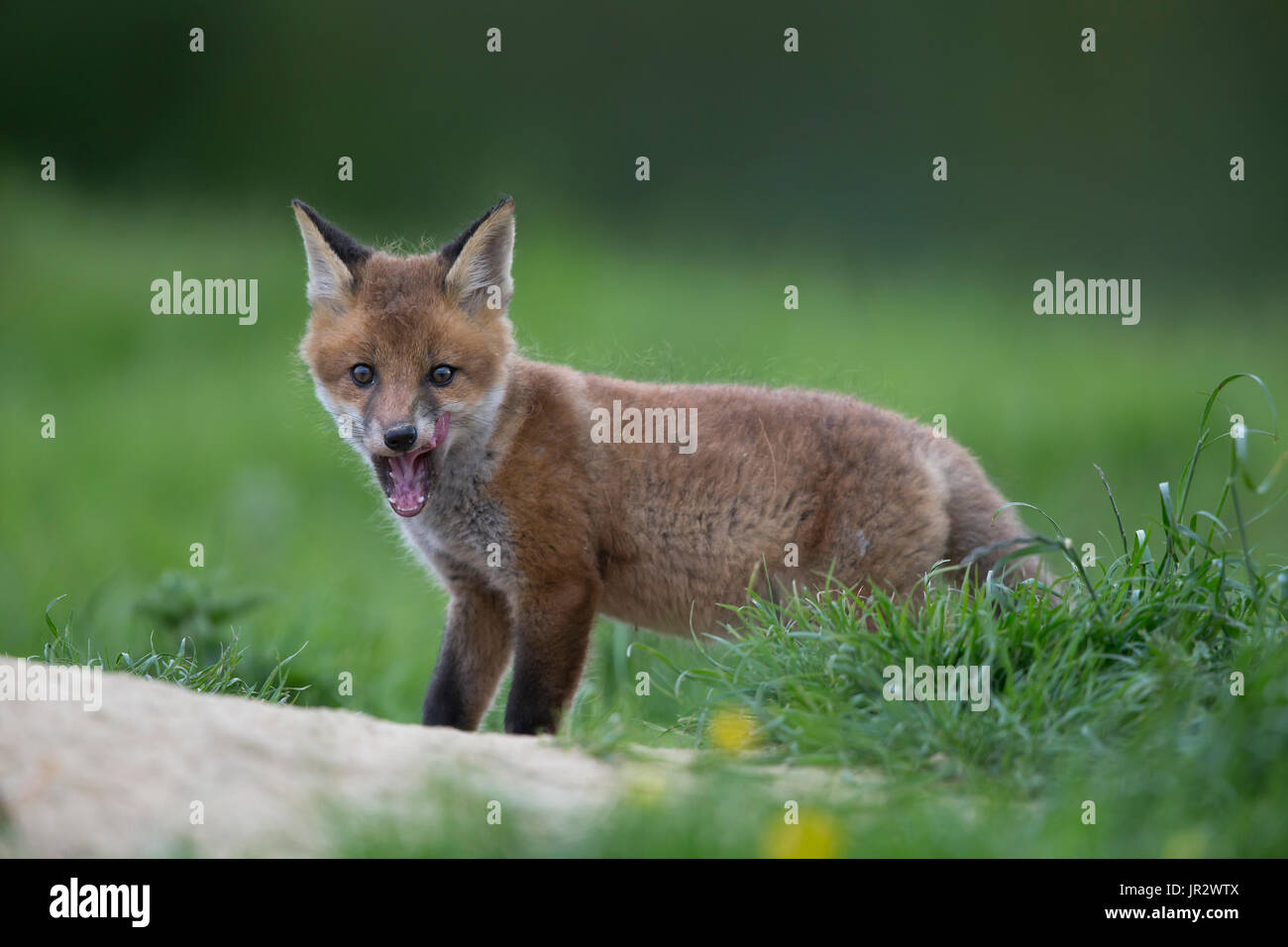 Rear view of foxes hi-res stock photography and images - Alamy