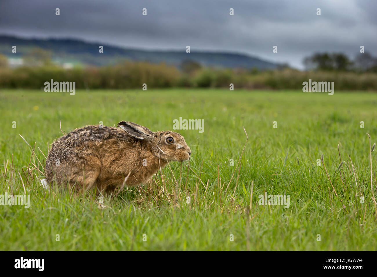 Brown Hare laying in a meadow at spring - GB Stock Photo - Alamy
