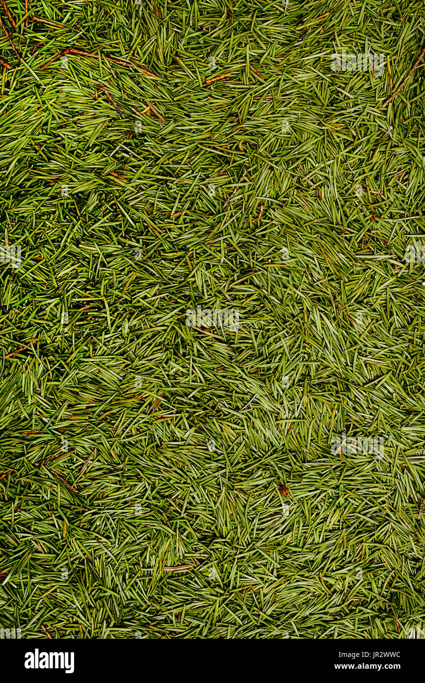 Lush green needles hi-res stock photography and images - Alamy