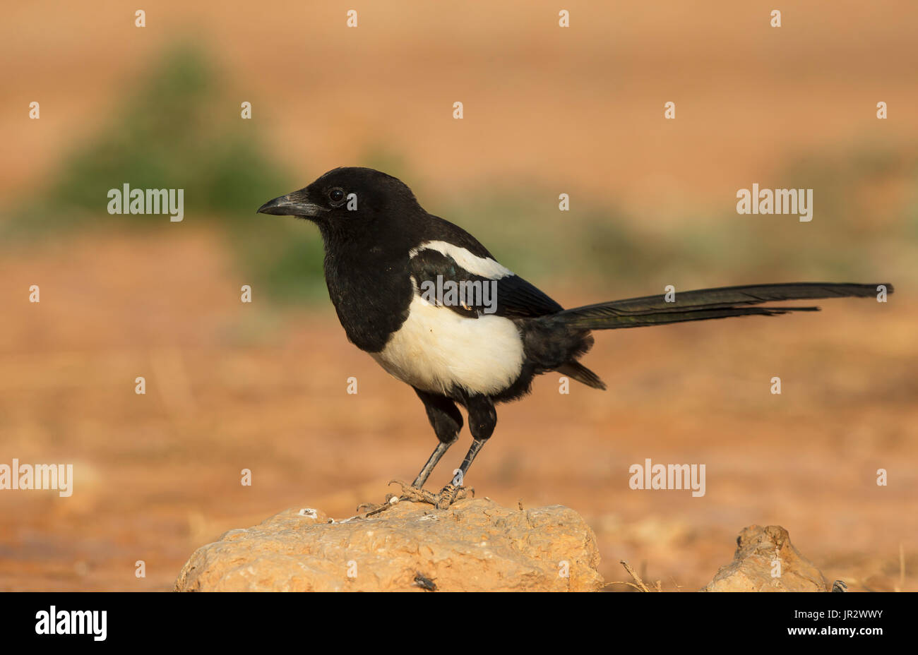 Magpie standing hi-res stock photography and images - Alamy
