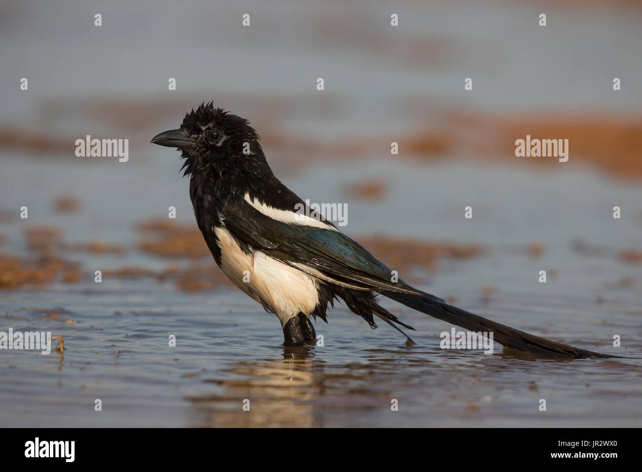 Magpie bathing at spring - Spain Stock Photo - Alamy