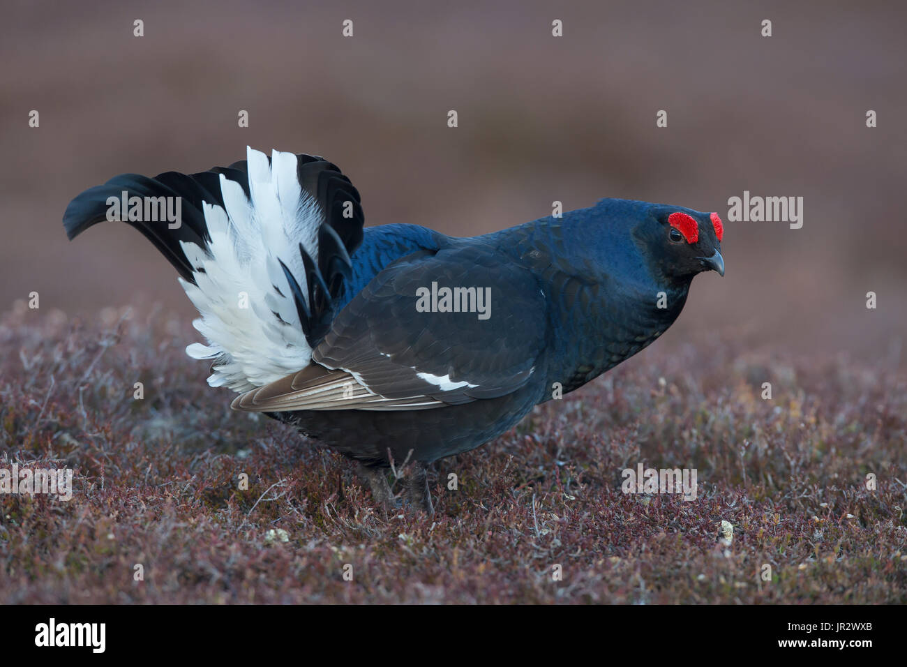 Male Black Grouse displaying at spring - Scotland Stock Photo - Alamy