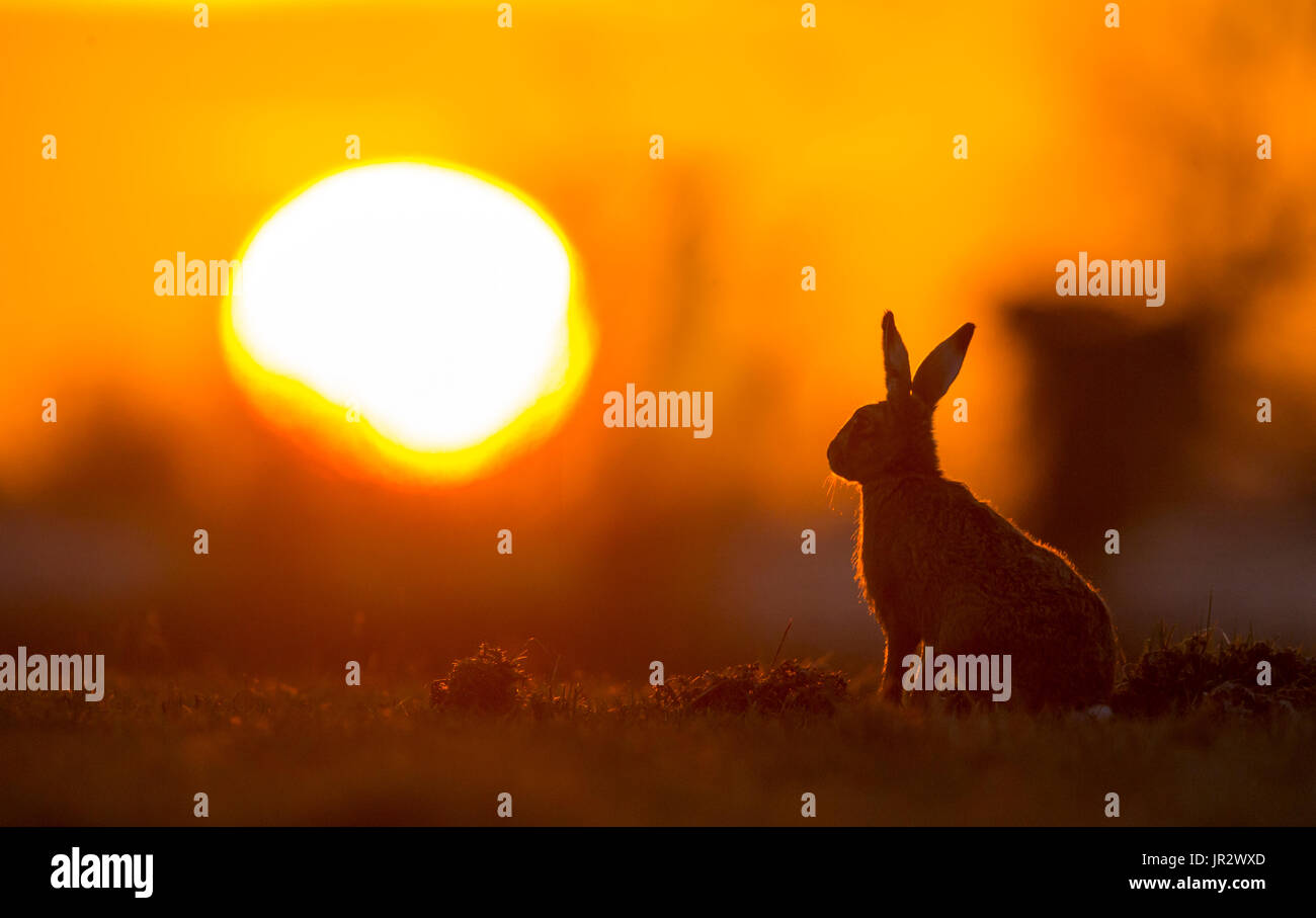Hare Silhouette High Resolution Stock Photography and Images - Alamy