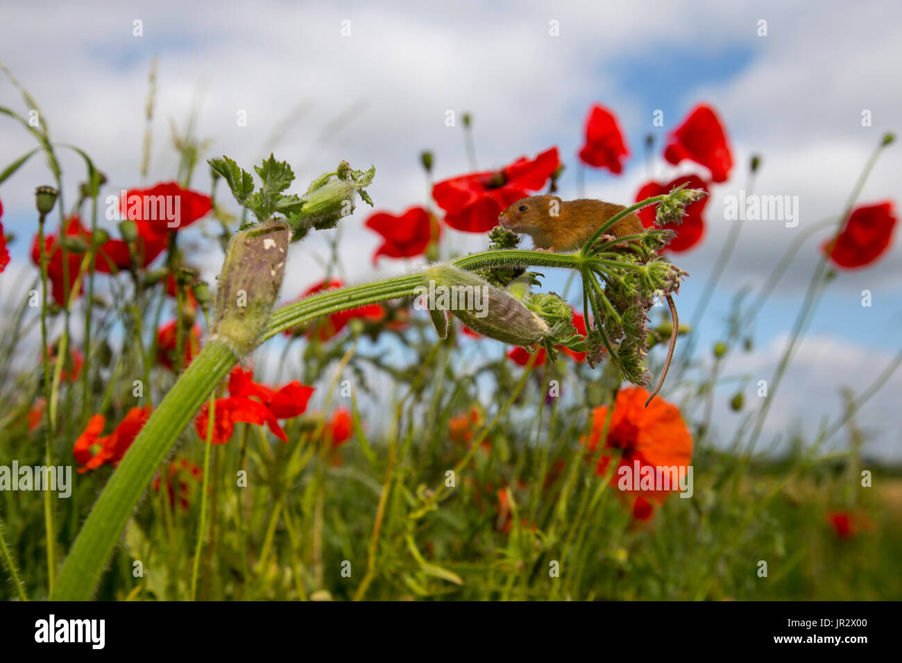 Harvest mouse on wild flowers hi-res stock photography and images - Alamy