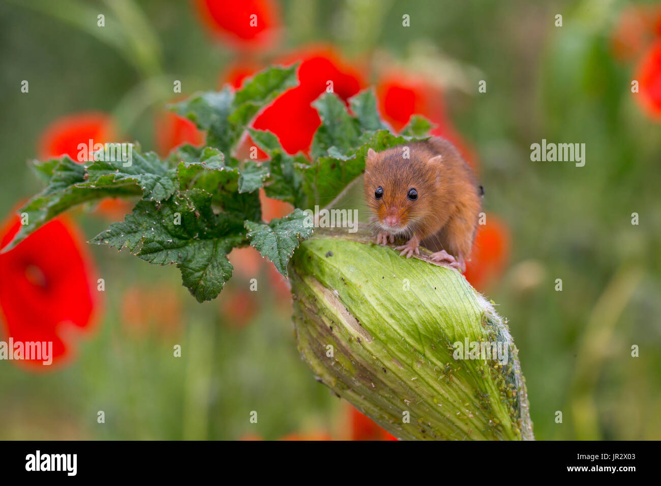 Harvest Mouse among wild flowers in summer - GB Stock Photo - Alamy