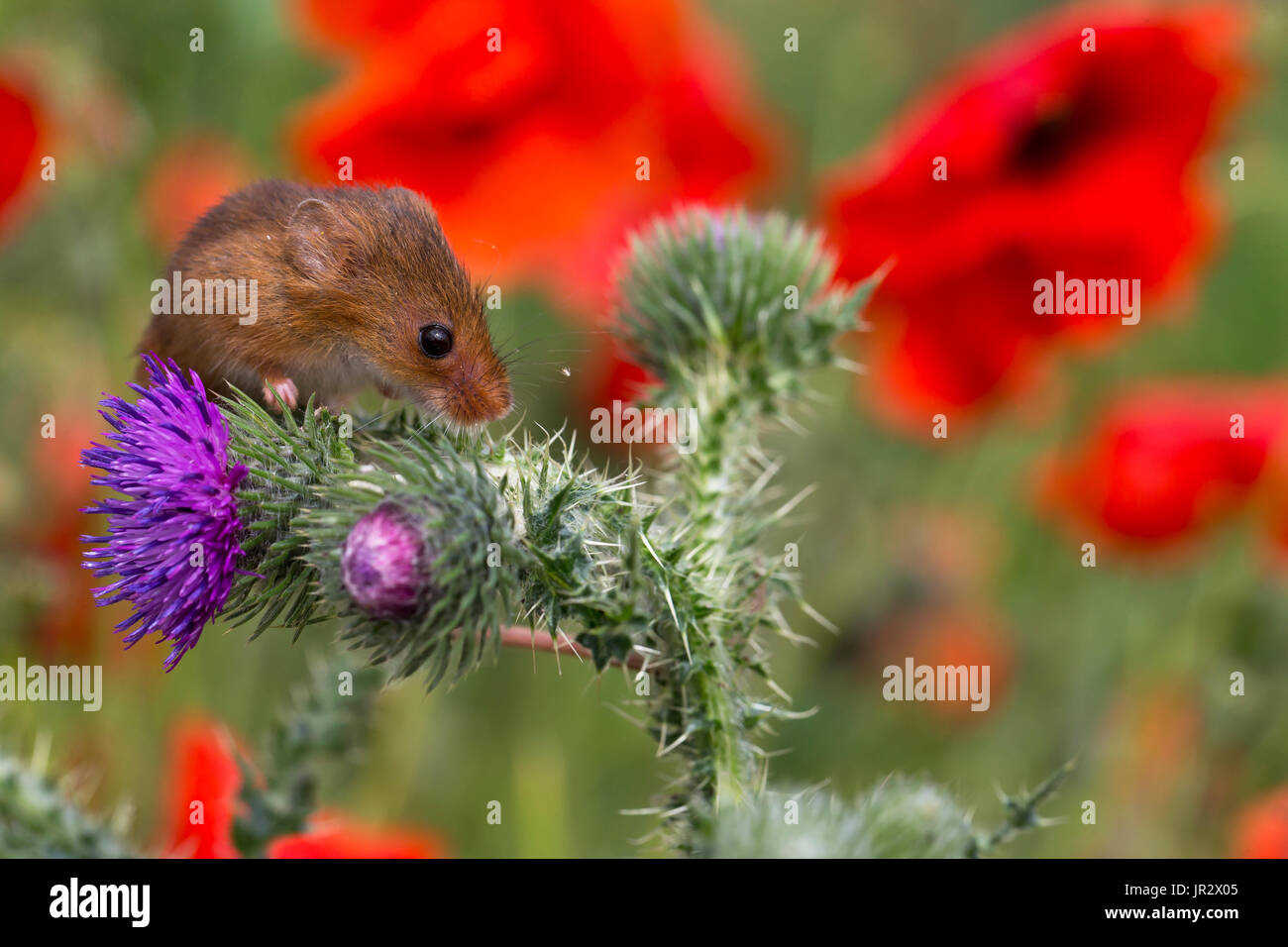 Flower field mouse hi-res stock photography and images - Alamy