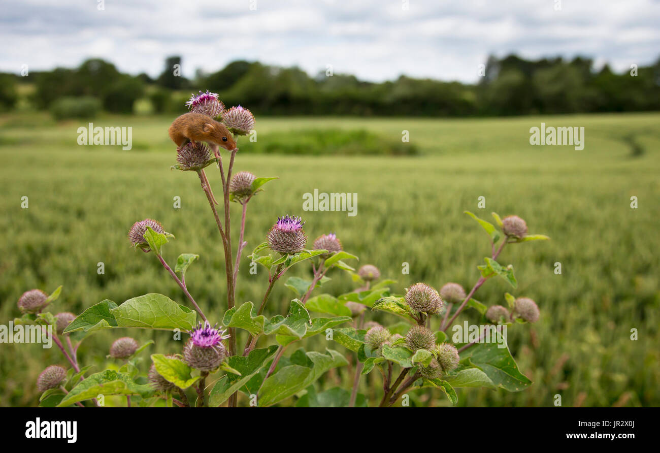 Field mouse flower hi-res stock photography and images - Alamy
