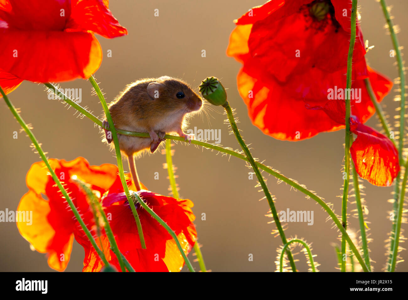 Poppy Mouse