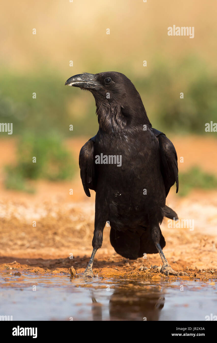 Raven standing near a water hole at spring - Spain Stock Photo - Alamy