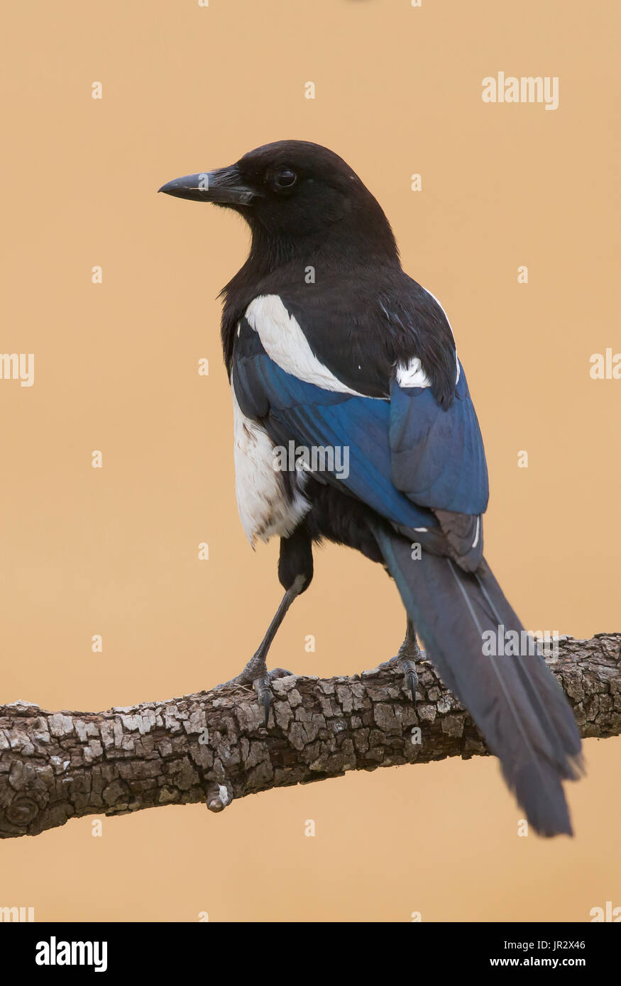 Magpie perched in a tree at spring - Spain Stock Photo - Alamy