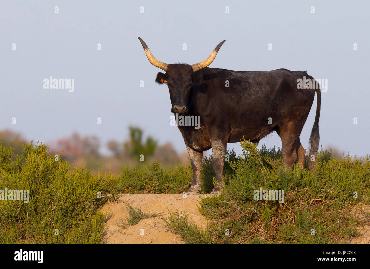 Portrait of Camargue Cattle - Camargue France Stock Photo - Alamy