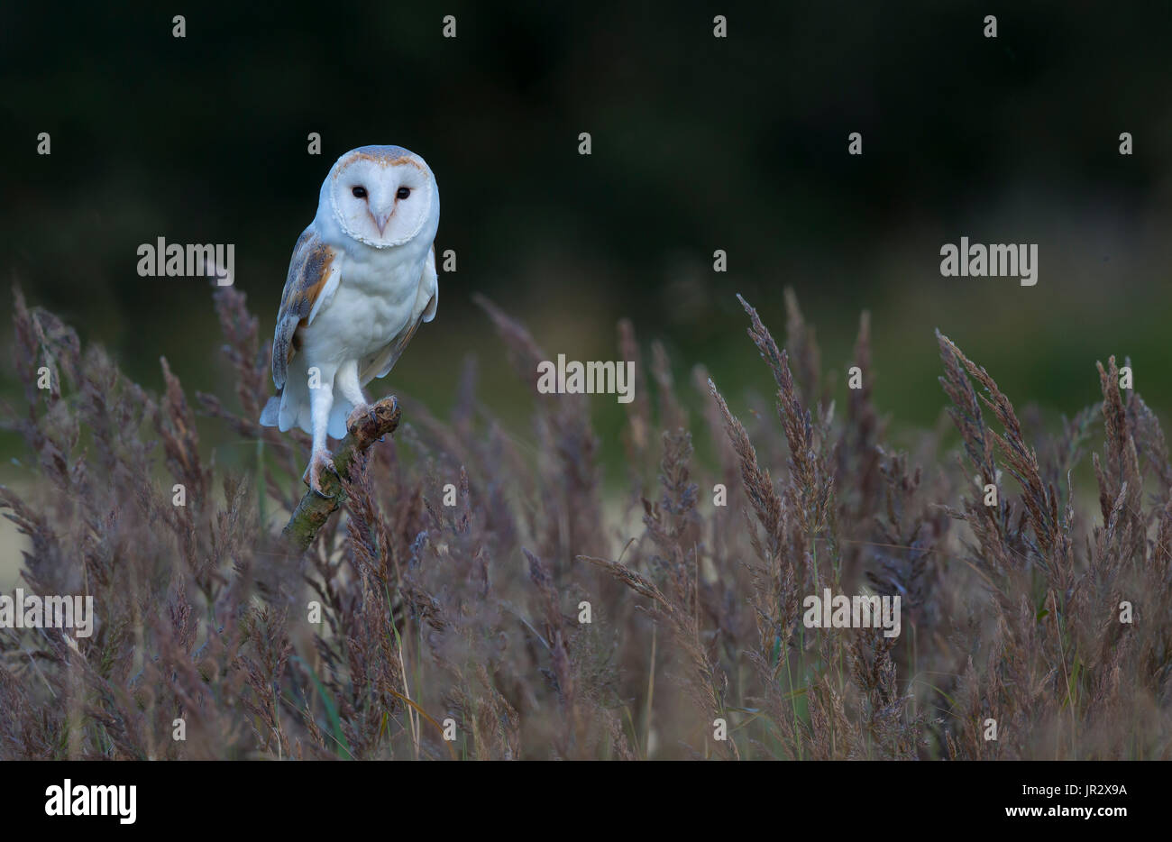 Barn Owl perched on a dead branch in summer - GB Stock Photo - Alamy
