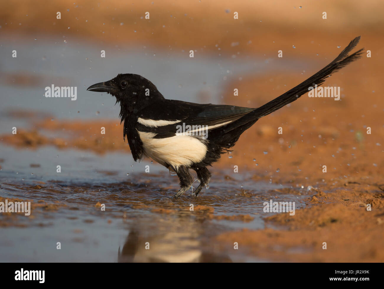Black-billed Magpie bathing at spring - Spain Stock Photo - Alamy
