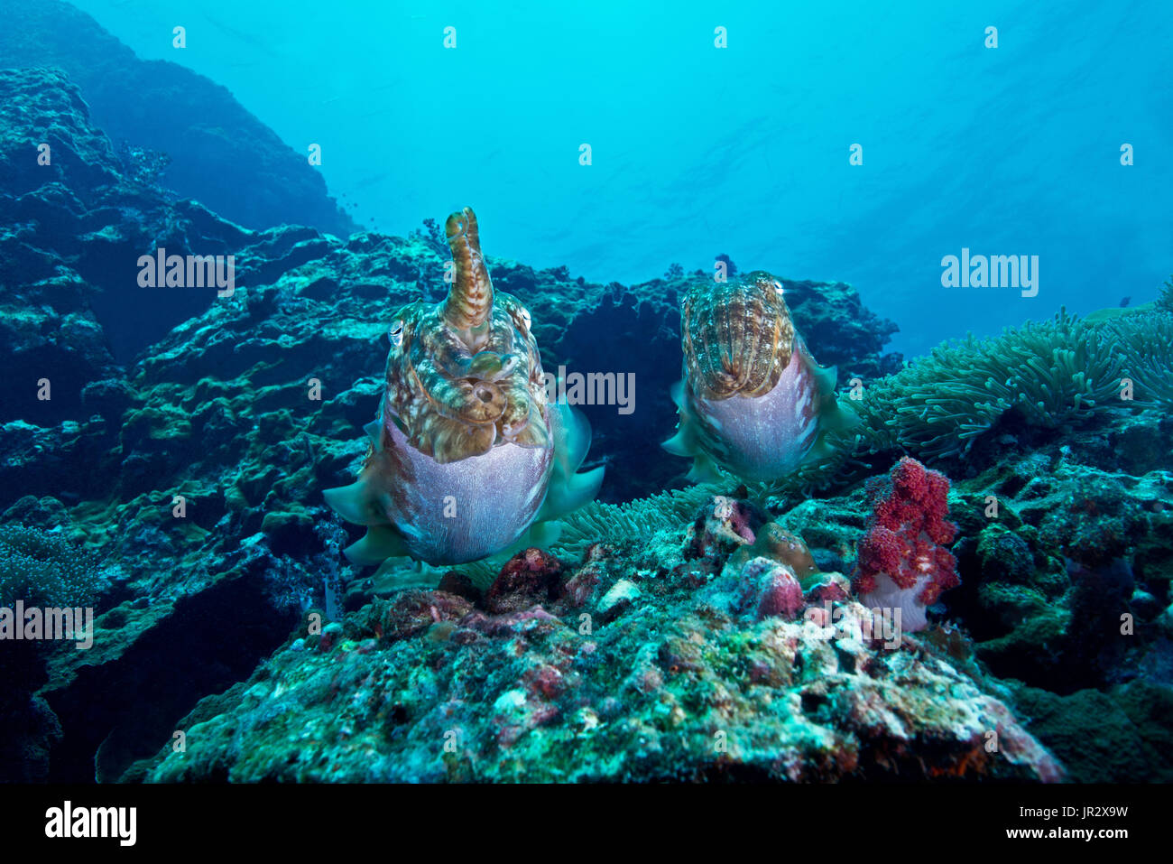 Pharaoh cuttlefishes on the reef - Thailand Stock Photo - Alamy