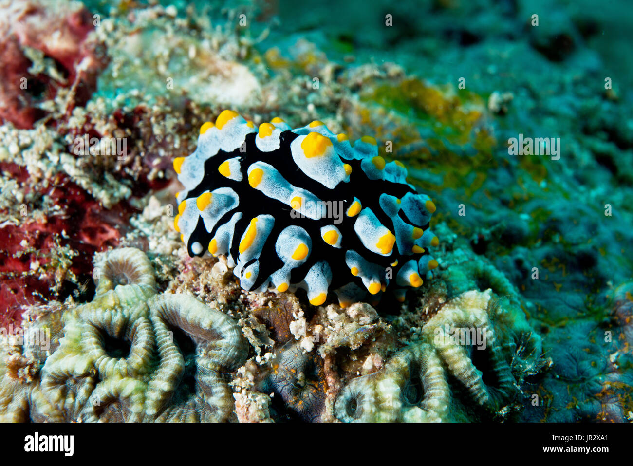 Nudibranch on the reef - Philippines Stock Photo - Alamy