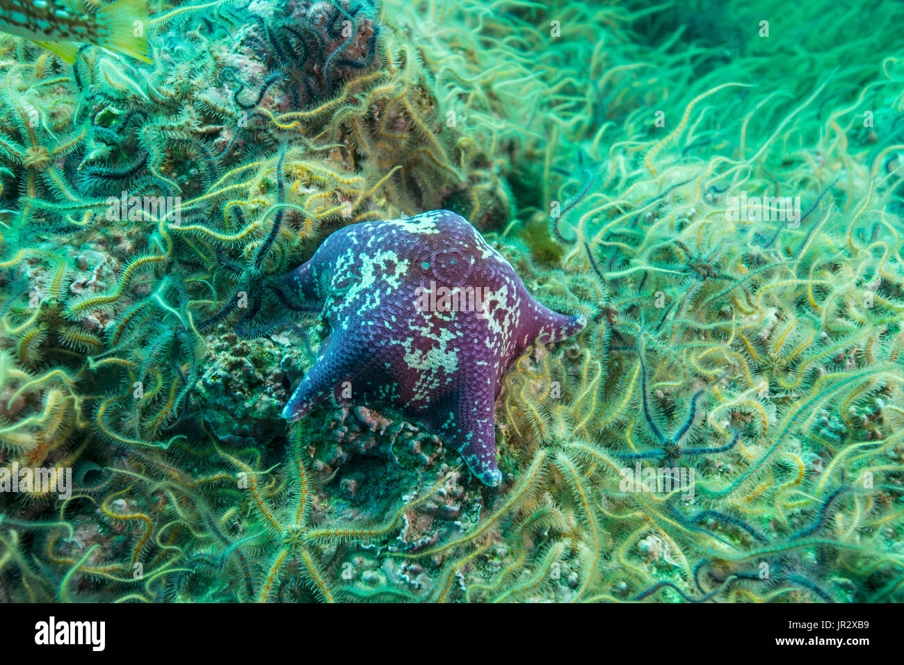 Bat Star on Brittle-stars - Channel Islands California Stock Photo - Alamy