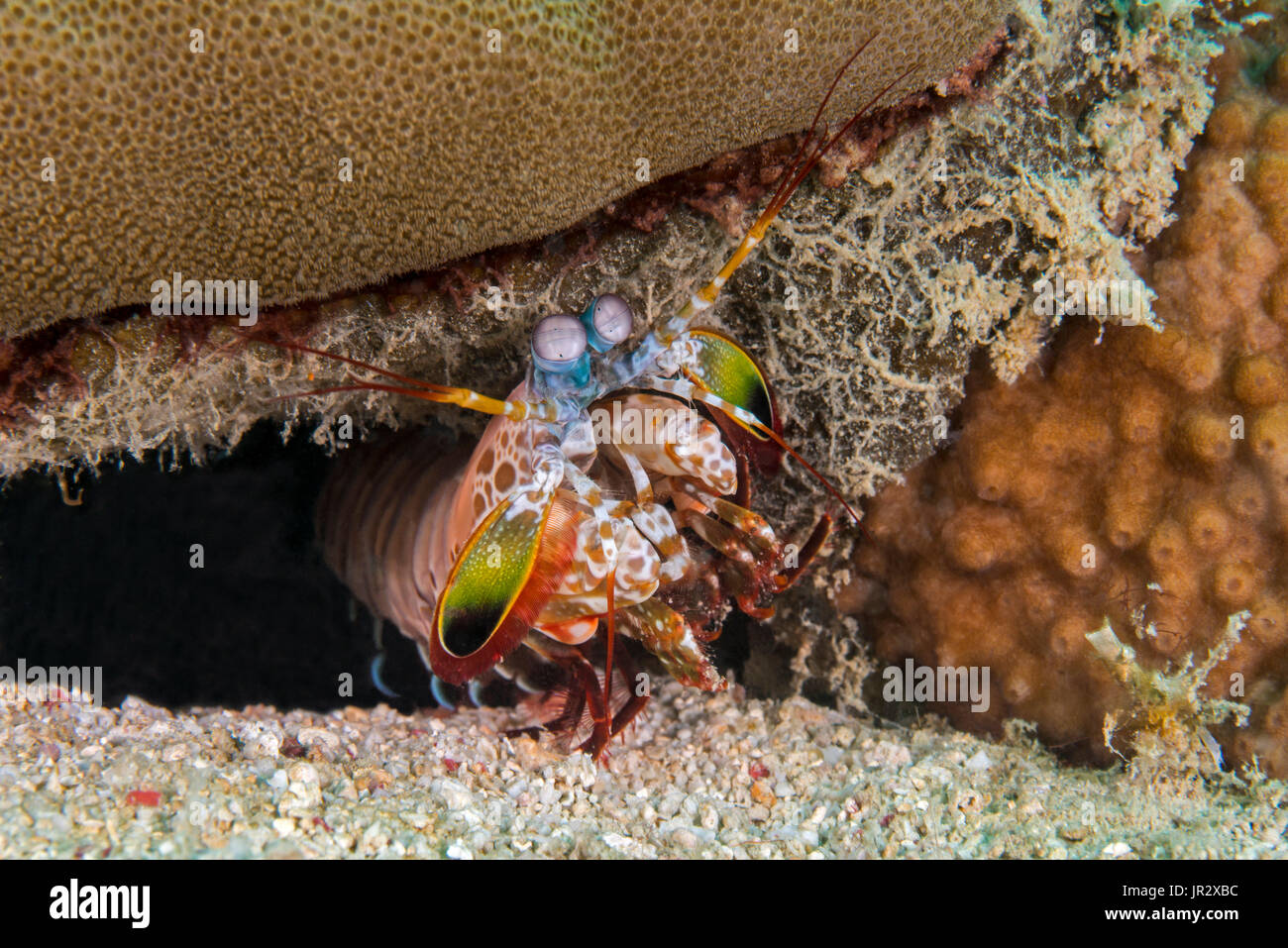 Mantis Shrimp in the reef - Cebu Philippines Stock Photo - Alamy